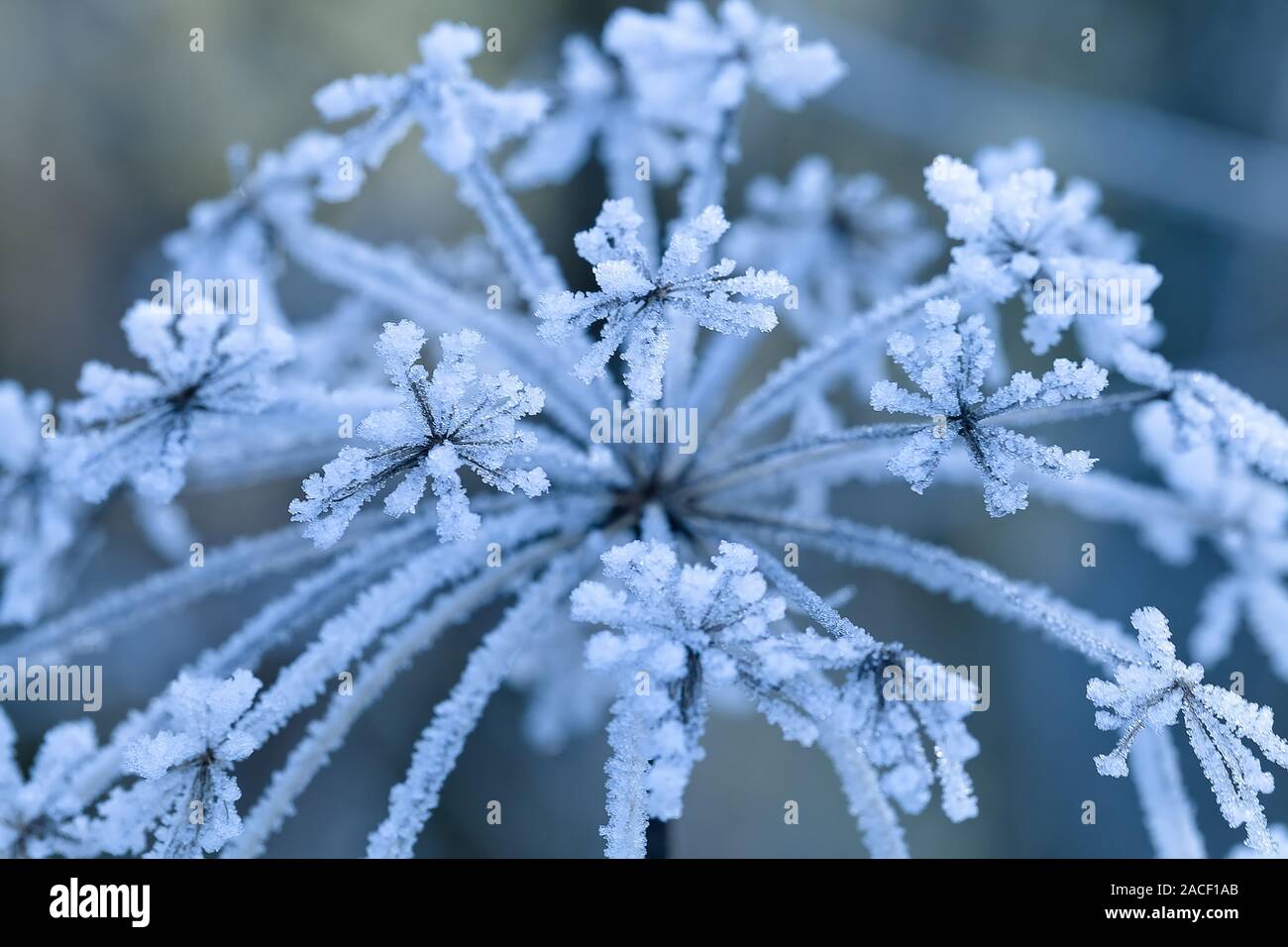 Frost background hi-res stock photography and images - Alamy