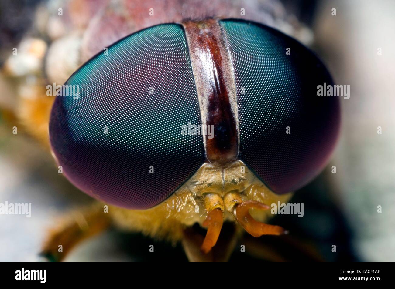 Head of a horsefly (Tabanus sp.), with compound eyes. The eye is formed ...
