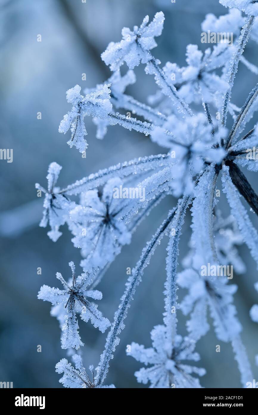 The frost on the flower, closeup. Winter Background Stock Photo - Alamy