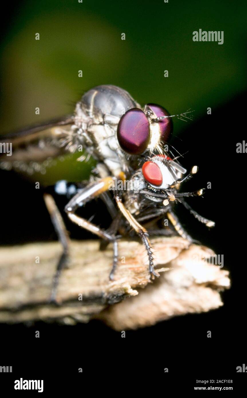 Robber fly (family Asilidae) feeding on its prey. The robber fly, or ...