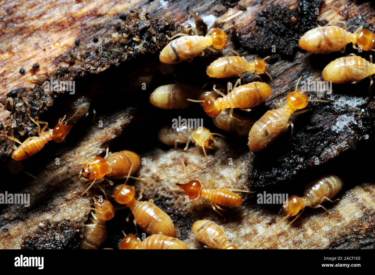 Termites (Nasutitermes corniger). Worker termites (larger) feeding on ...