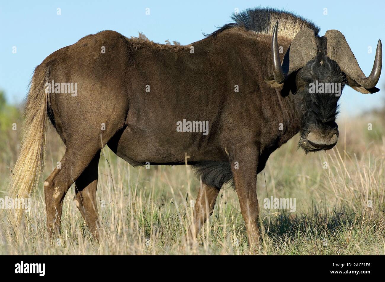 Black wildebeest (Connochaetes gnou). This antelope, also known as the ...
