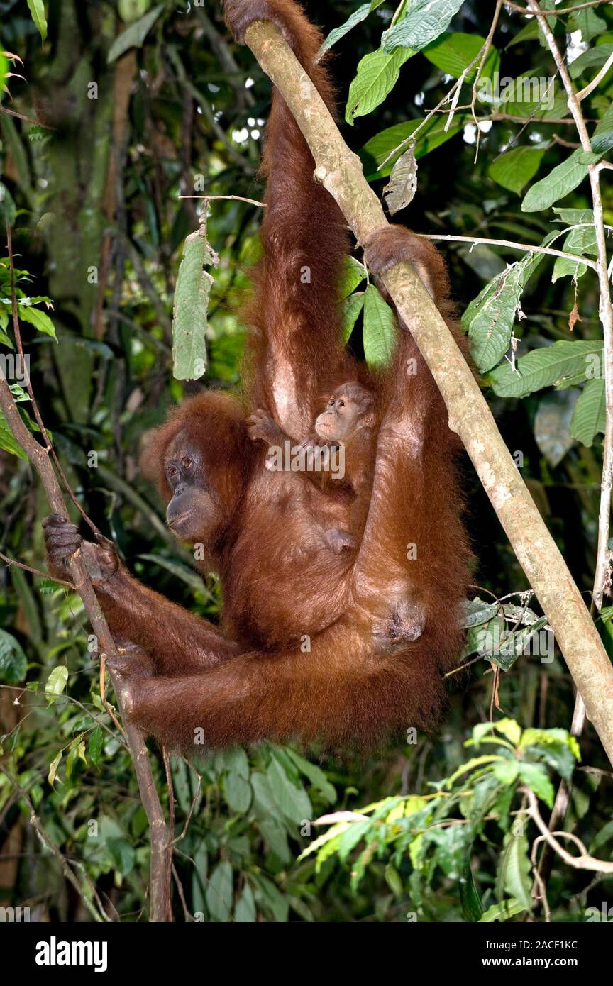 Sumatran orangutan (Pongo abelii) infant on its mother's back. The ...