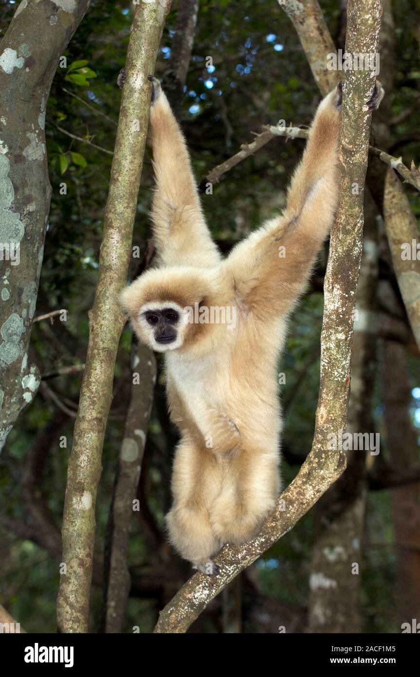 White-handed gibbon (Hylobates lar). This small arboreal (tree-dwelling ...