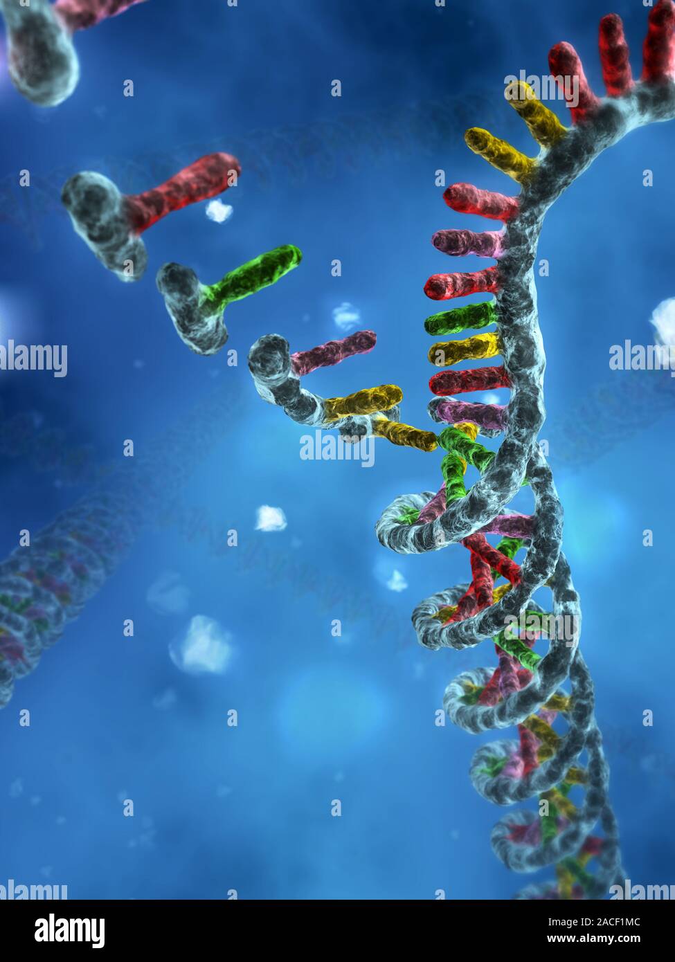 DNA assembly. Computer artwork showing nucleic acid bases (upper left ...