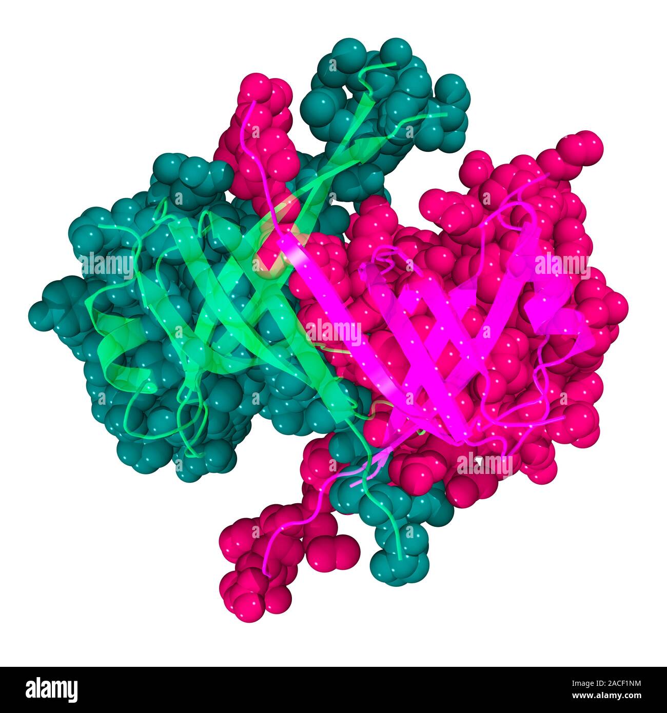 Single Stranded Dna Binding Protein Ssbp Molecular Model Showing The Secondary And Tertiary