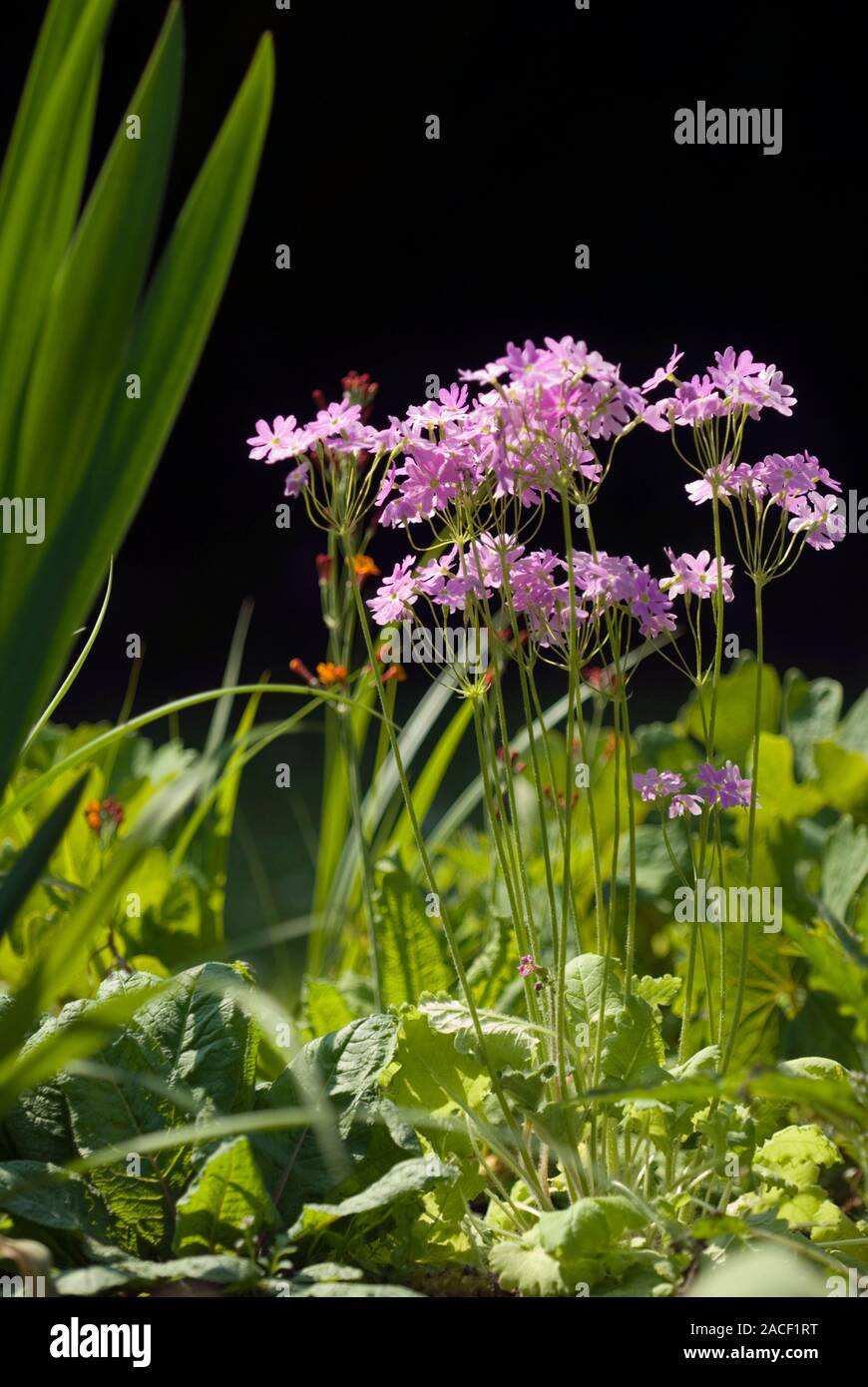 Primula (Primula sp.) flowers. Photographed at Moorbank Botanical ...