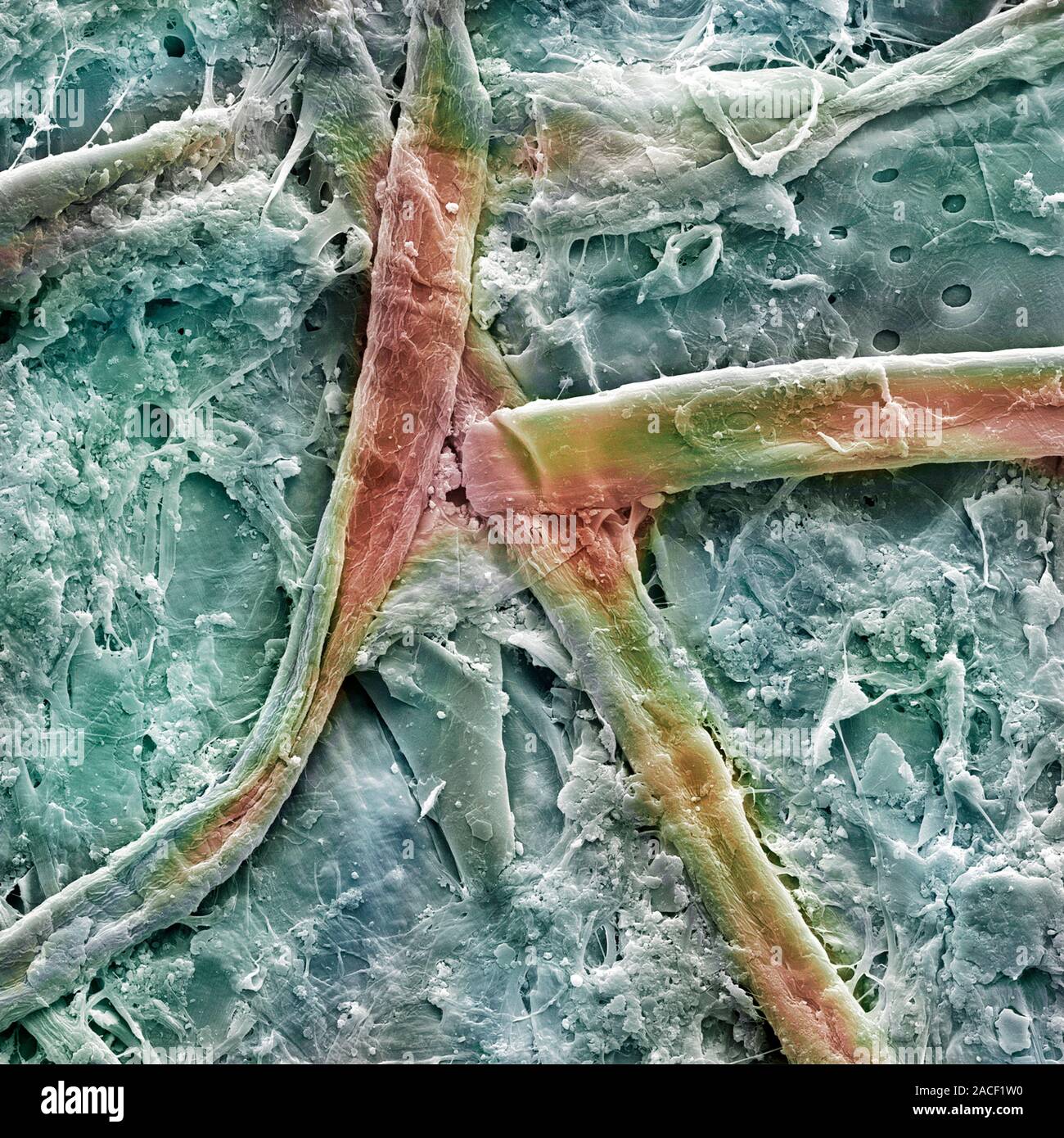 Newspaper fibres. Coloured scanning electron micrograph (SEM) of fibres ...