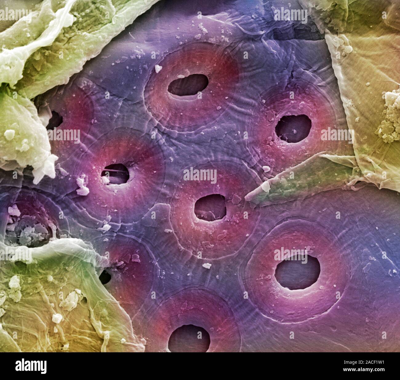 Newspaper, coloured scanning electron micrograph (SEM). Magnification ...