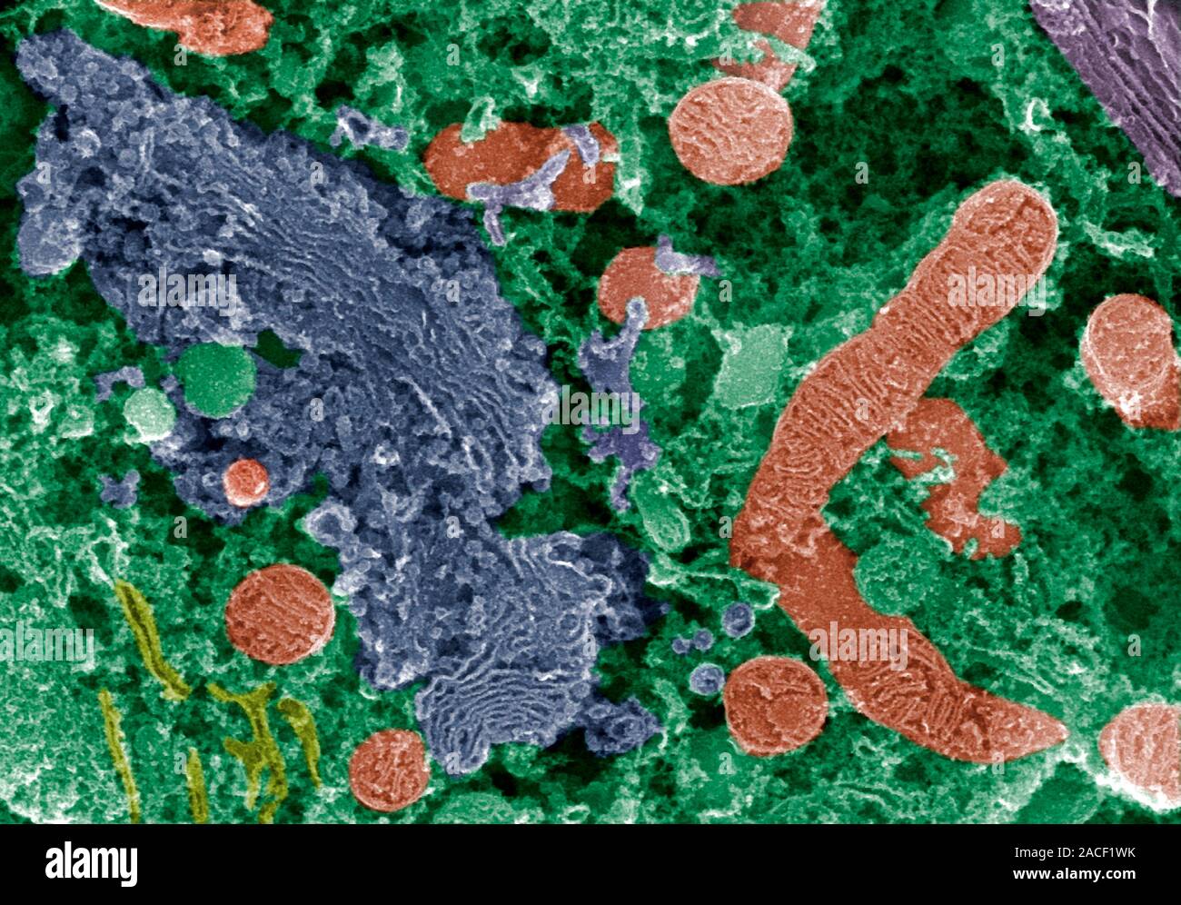 Cell organelles, coloured scanning electron micrograph (SEM ...