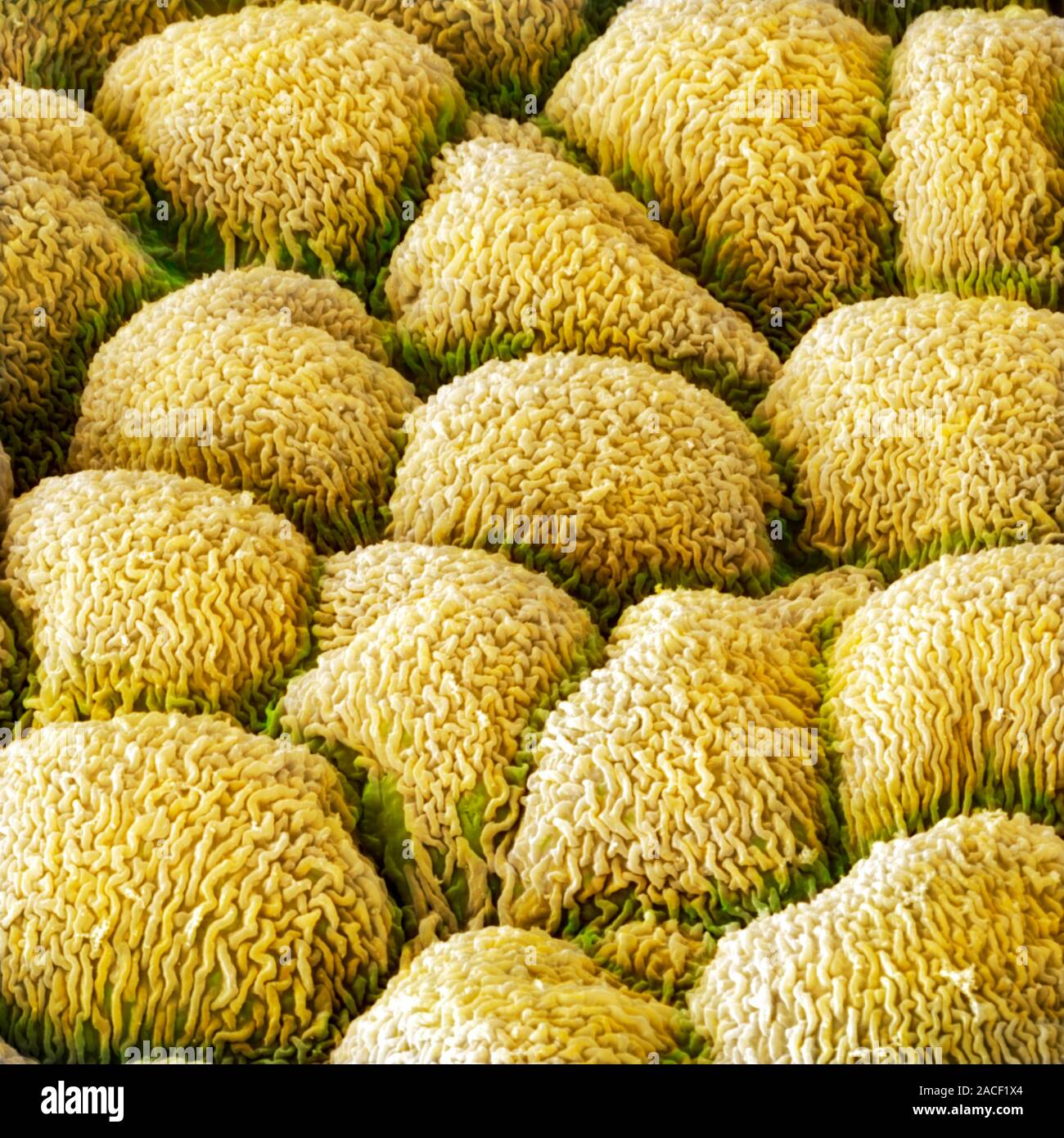Anther surface. Coloured scanning electron micrograph (SEM) of the ...