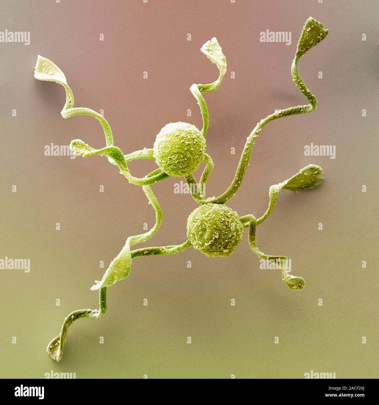 Horsetail spores. Coloured scanning electron micrograph (SEM) of spores ...