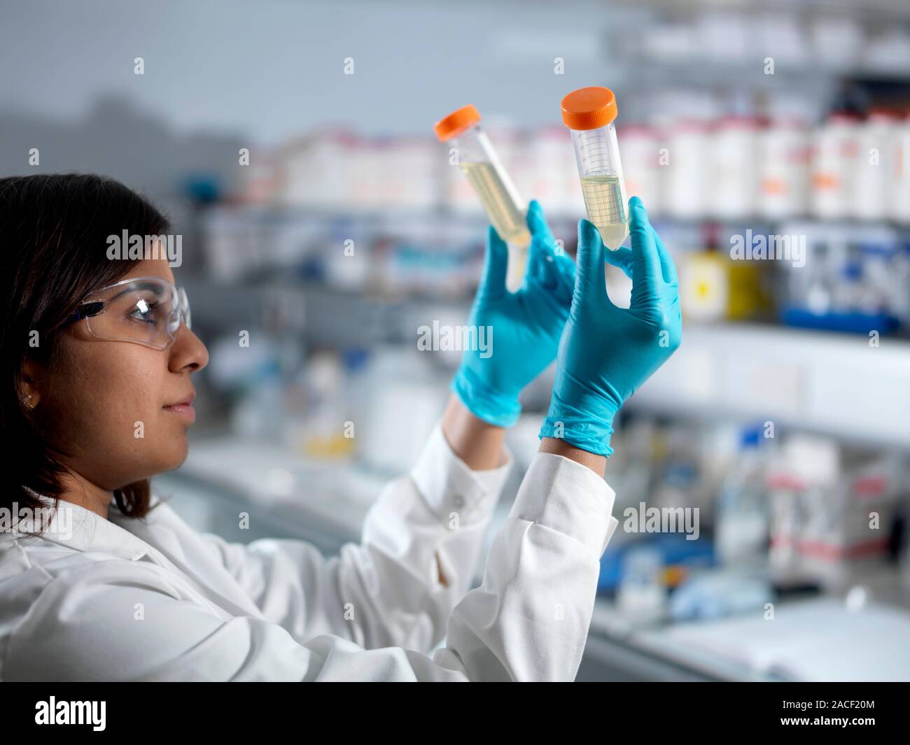 Analysis of cell cultures. Researcher inspecting two test tubes ...