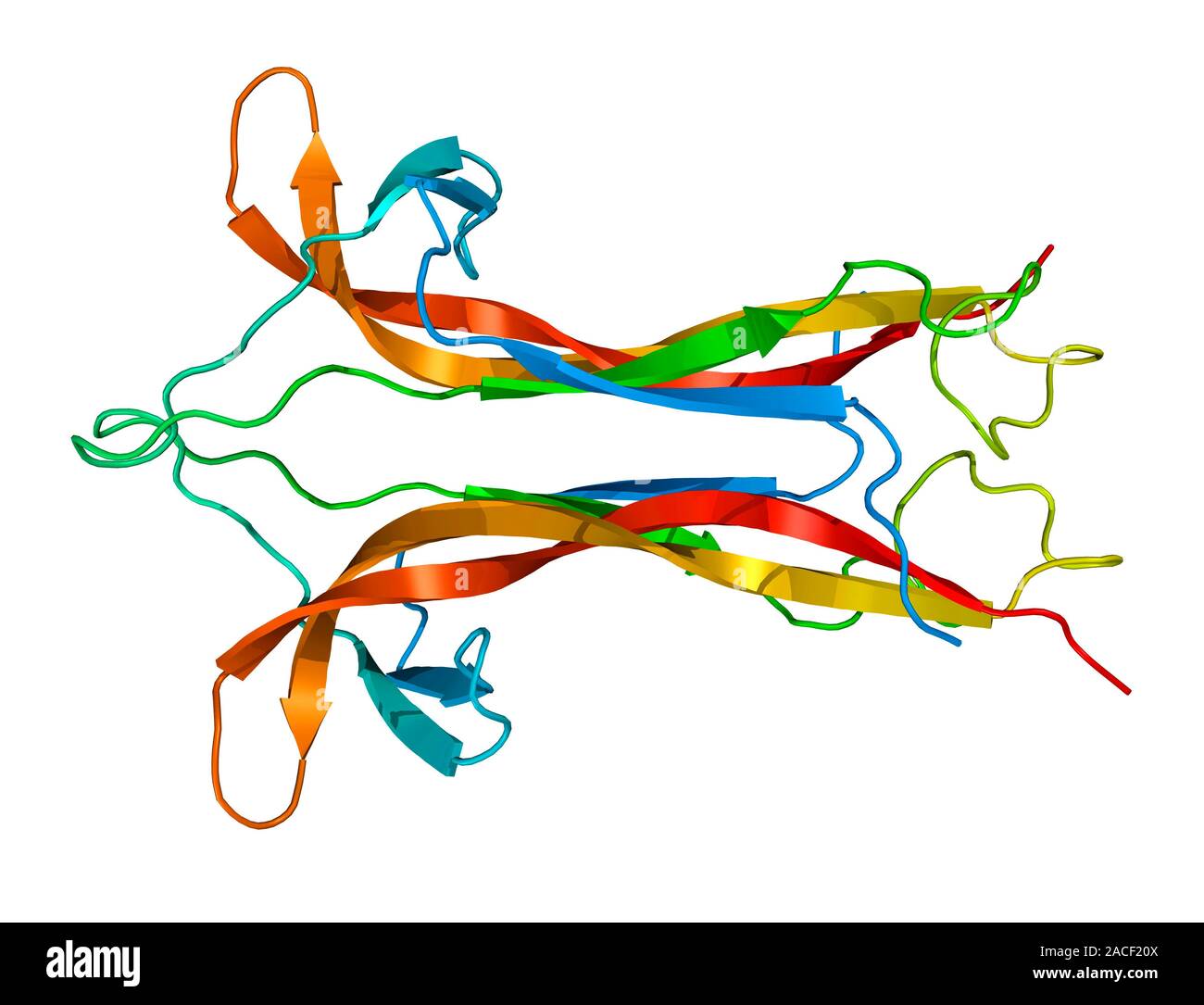 Nerve growth factor. Molecular model showing the secondary structure of ...