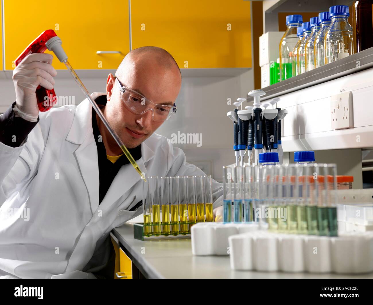 Preparing colorimetric assay solutions. Technician using a pipette to ...