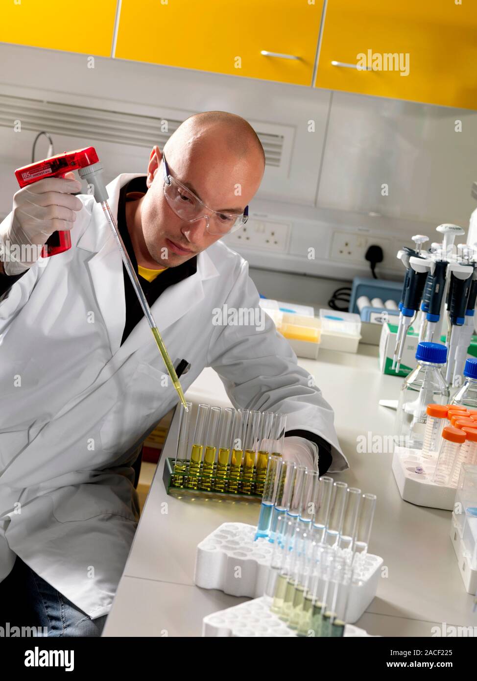 Preparing colorimetric assay solutions. Technician using a pipette to ...