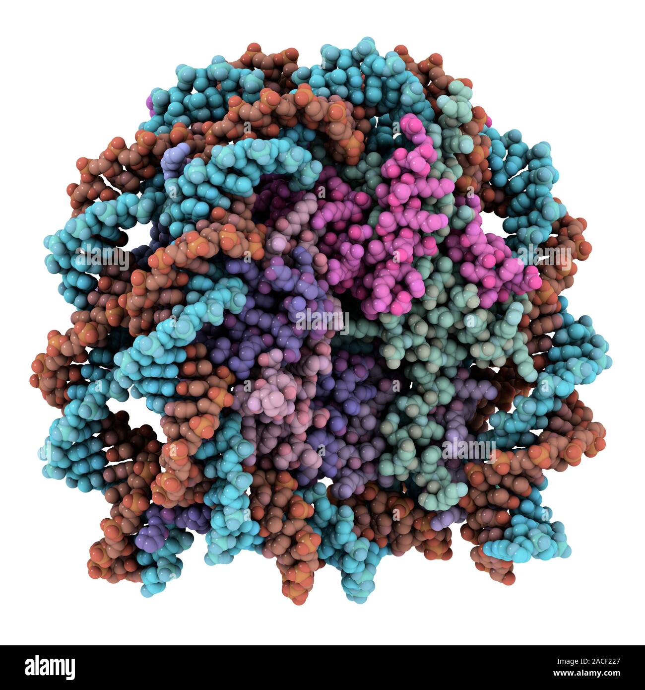 DNA nucleosome. Molecular model of a nucleosome, the fundamental ...