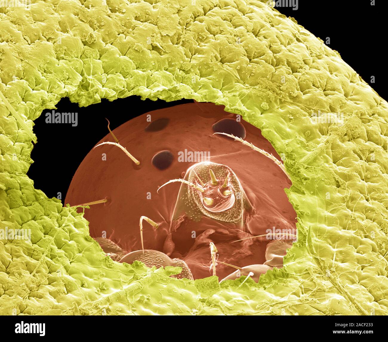 Caterpillar. Coloured scanning electron micrograph (SEM) of a ... Caterpillar. Coloured scanning electron micrograph (SEM) of a ...