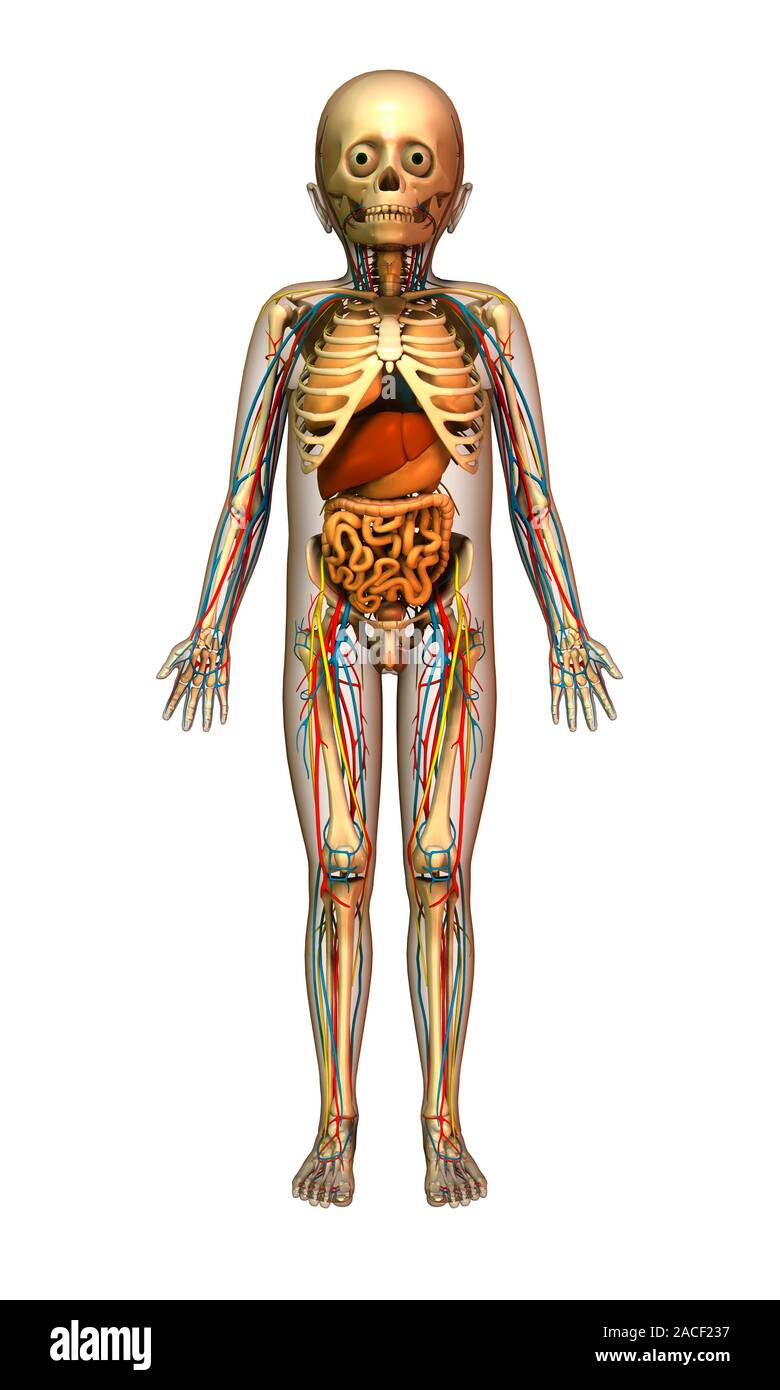 Internal anatomy of a child, artwork. Within the outlined body shape ...