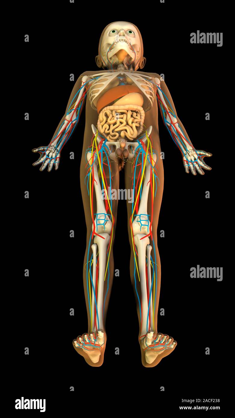 Internal anatomy of a child, artwork. Within the outlined body shape ...