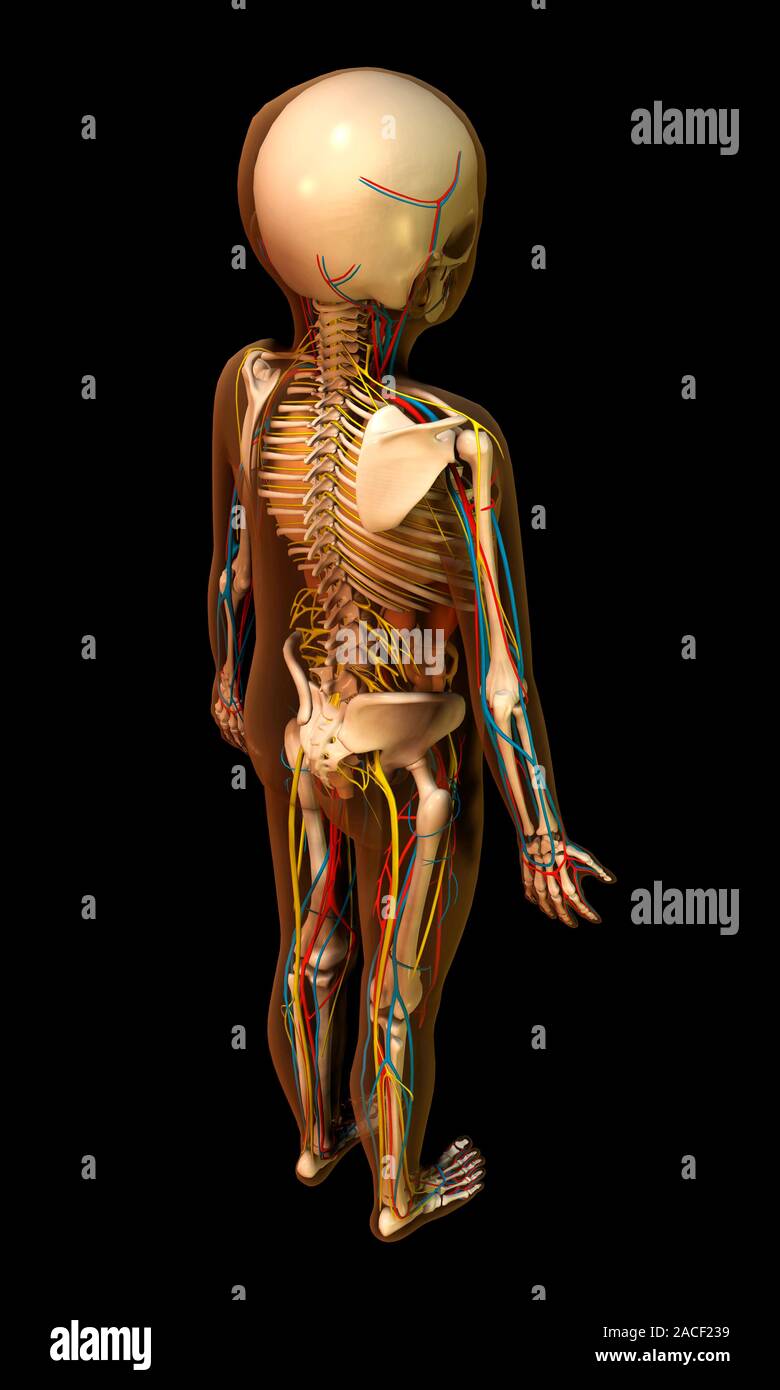 Internal anatomy of a child, artwork. Within the outlined body shape ...
