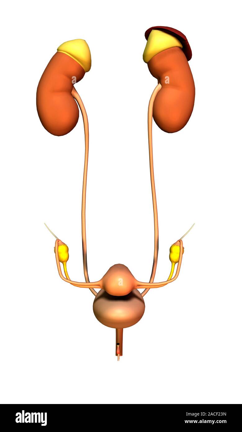 Female uro-genital system, artwork. The organs are shown in the ...