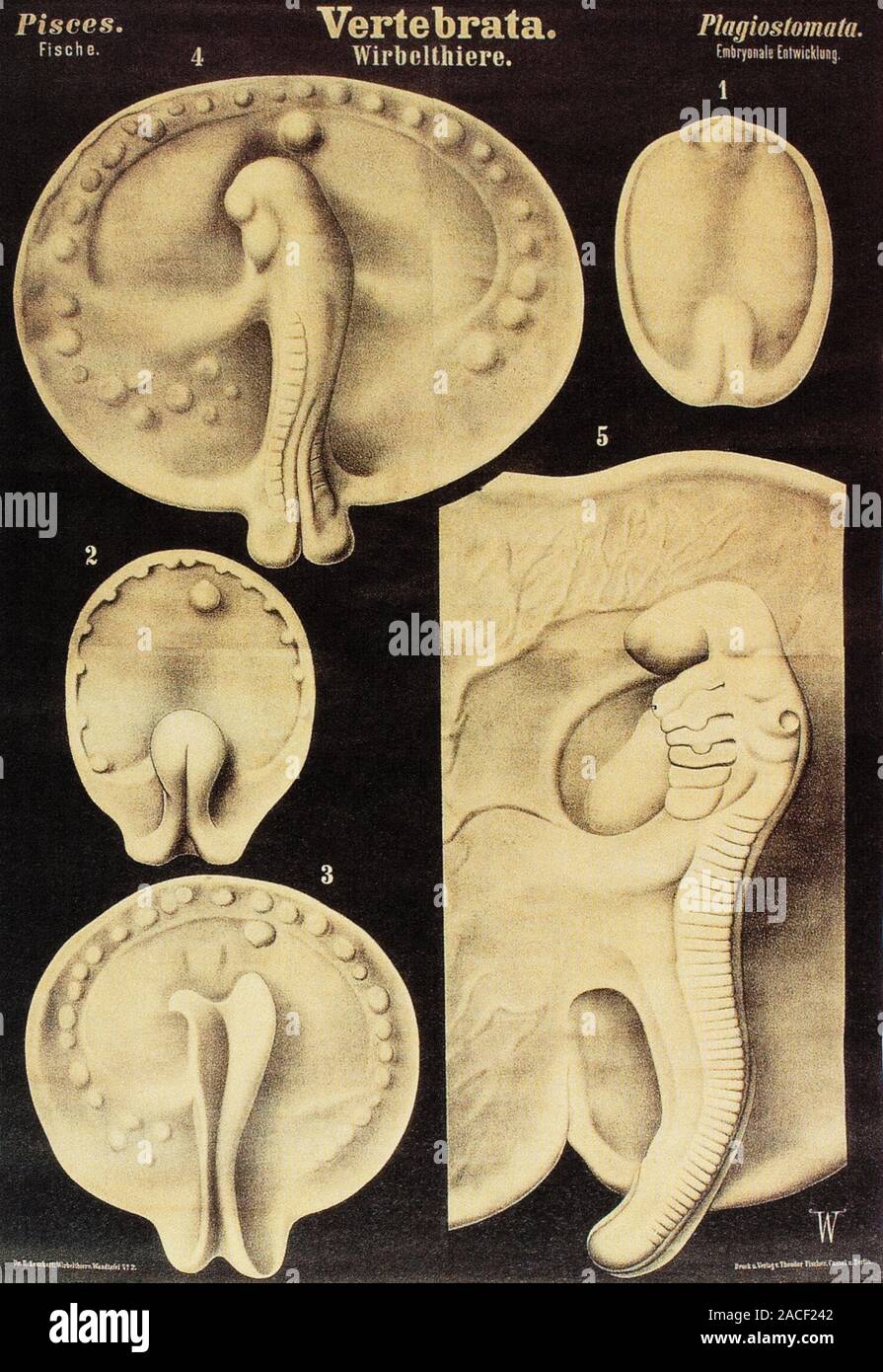 Fish embryo. Historical artwork showing stages in the development of a ...