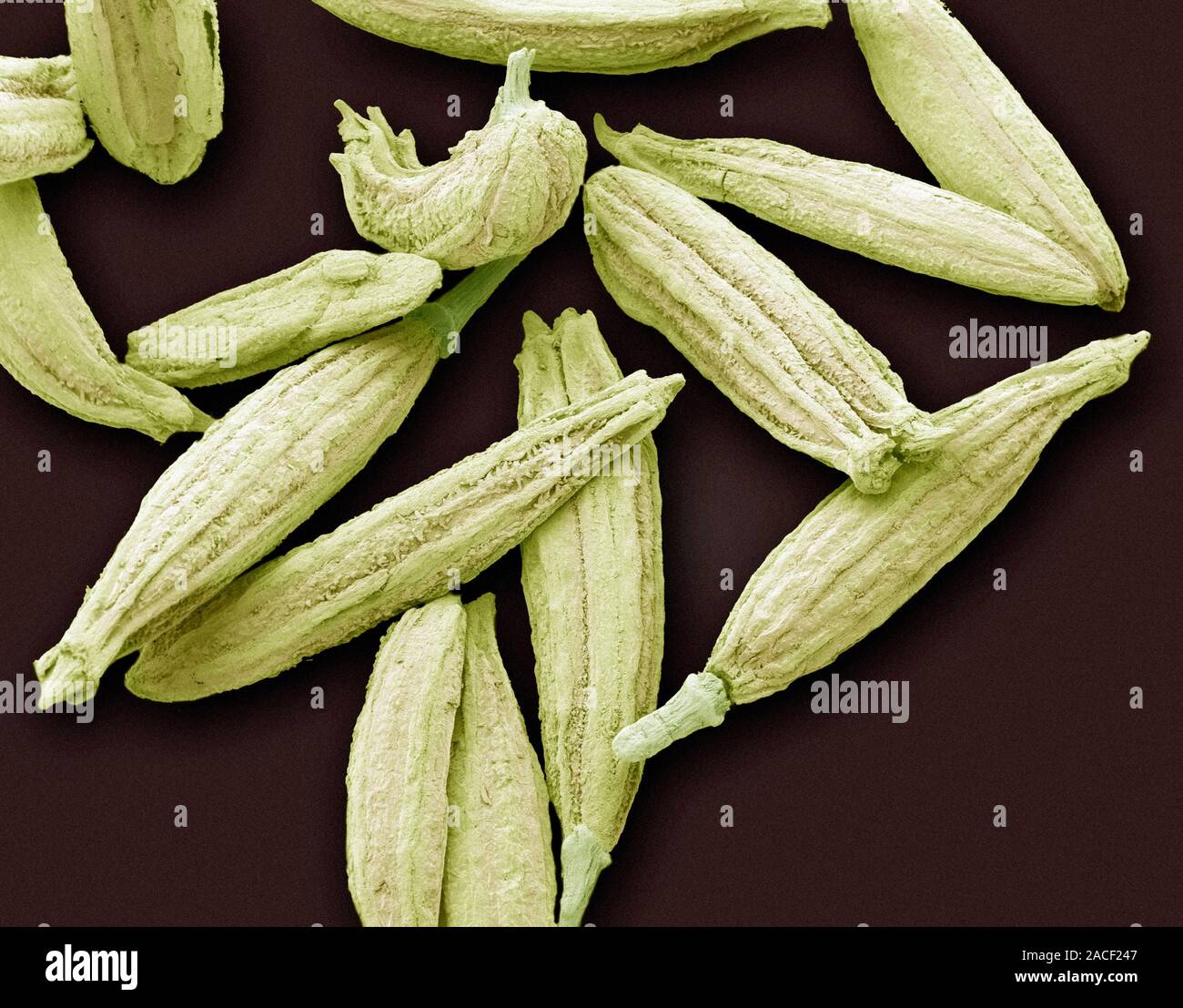 Cumin seeds, coloured scanning electron micrograph (SEM). These seeds ...