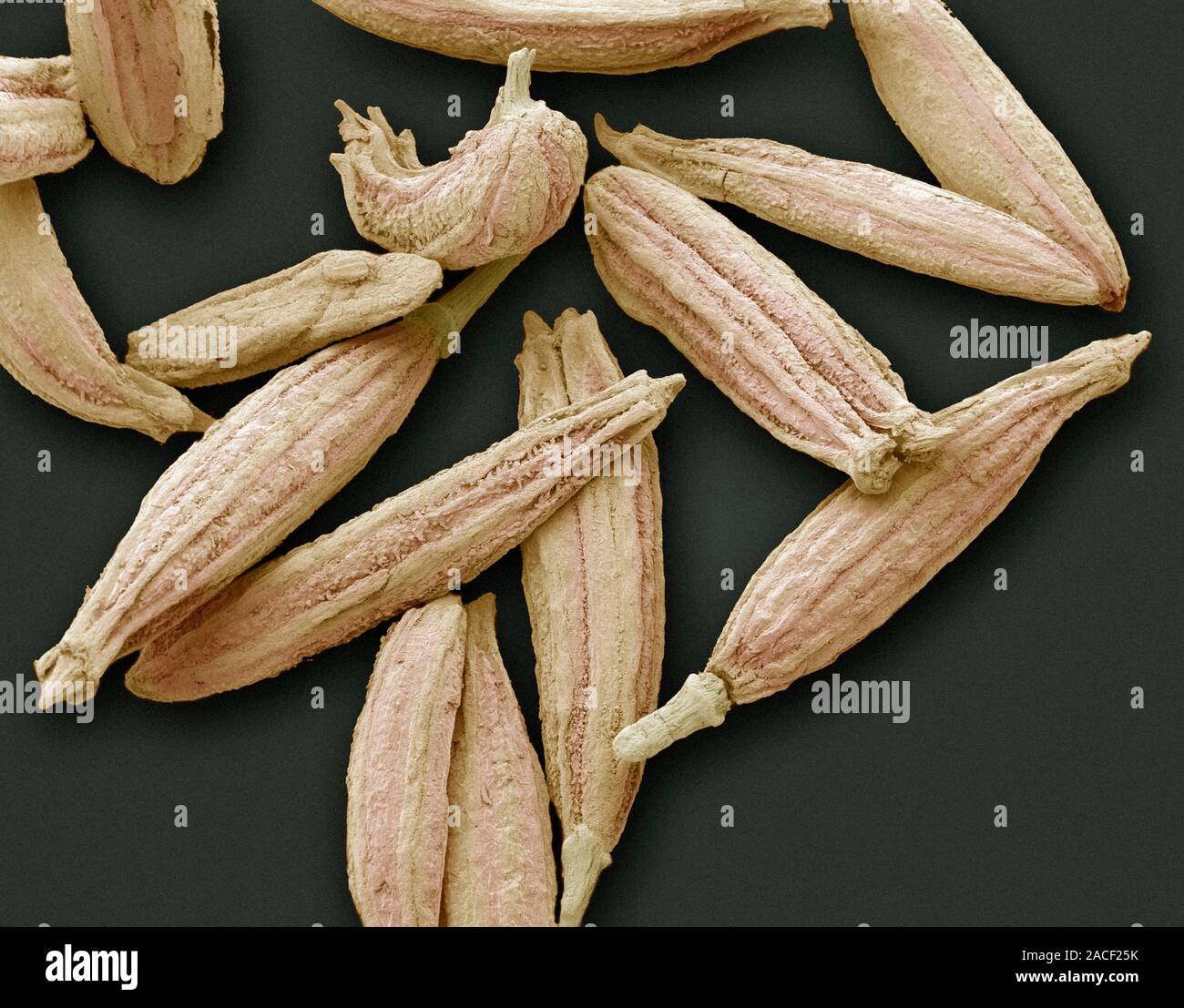 Cumin seeds, coloured scanning electron micrograph (SEM). These seeds ...