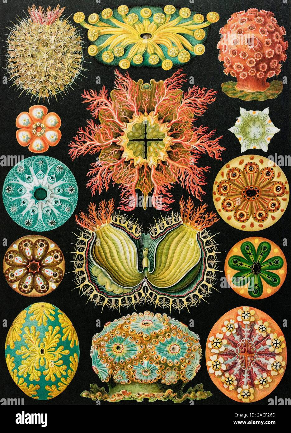 Ascidiae organisms. Historical artwork showing various organisms in the ...