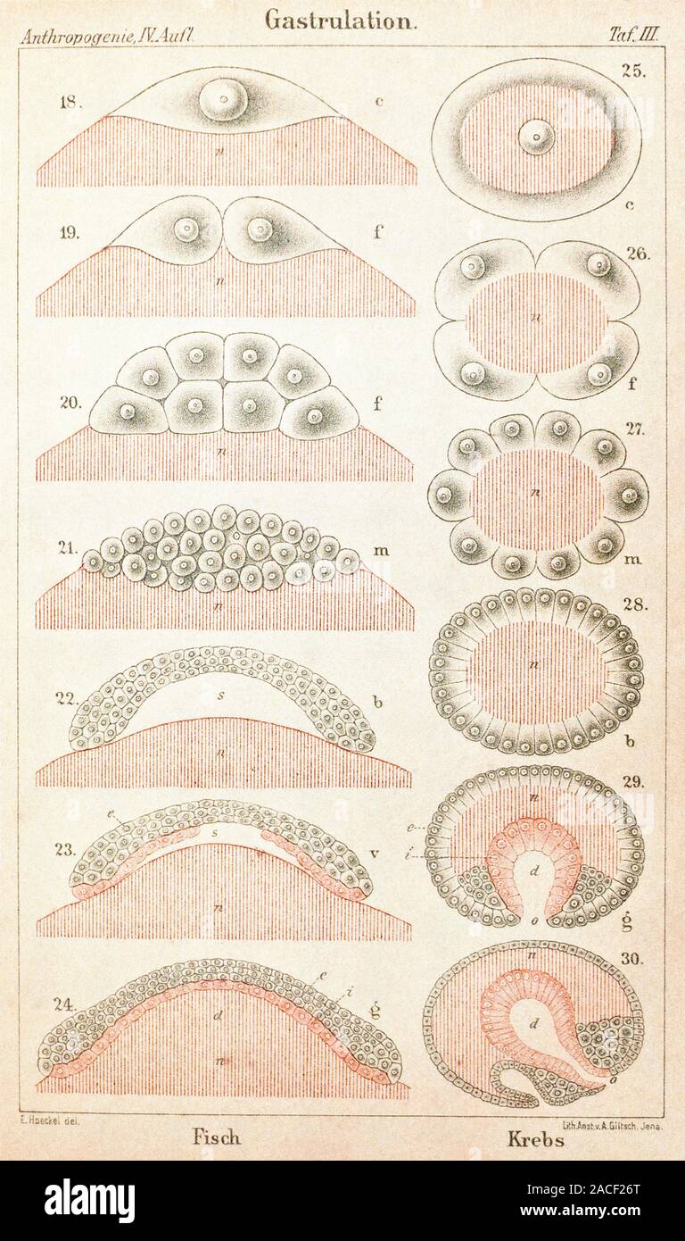 Embryonic development, historical artwork. This shows the process of ...