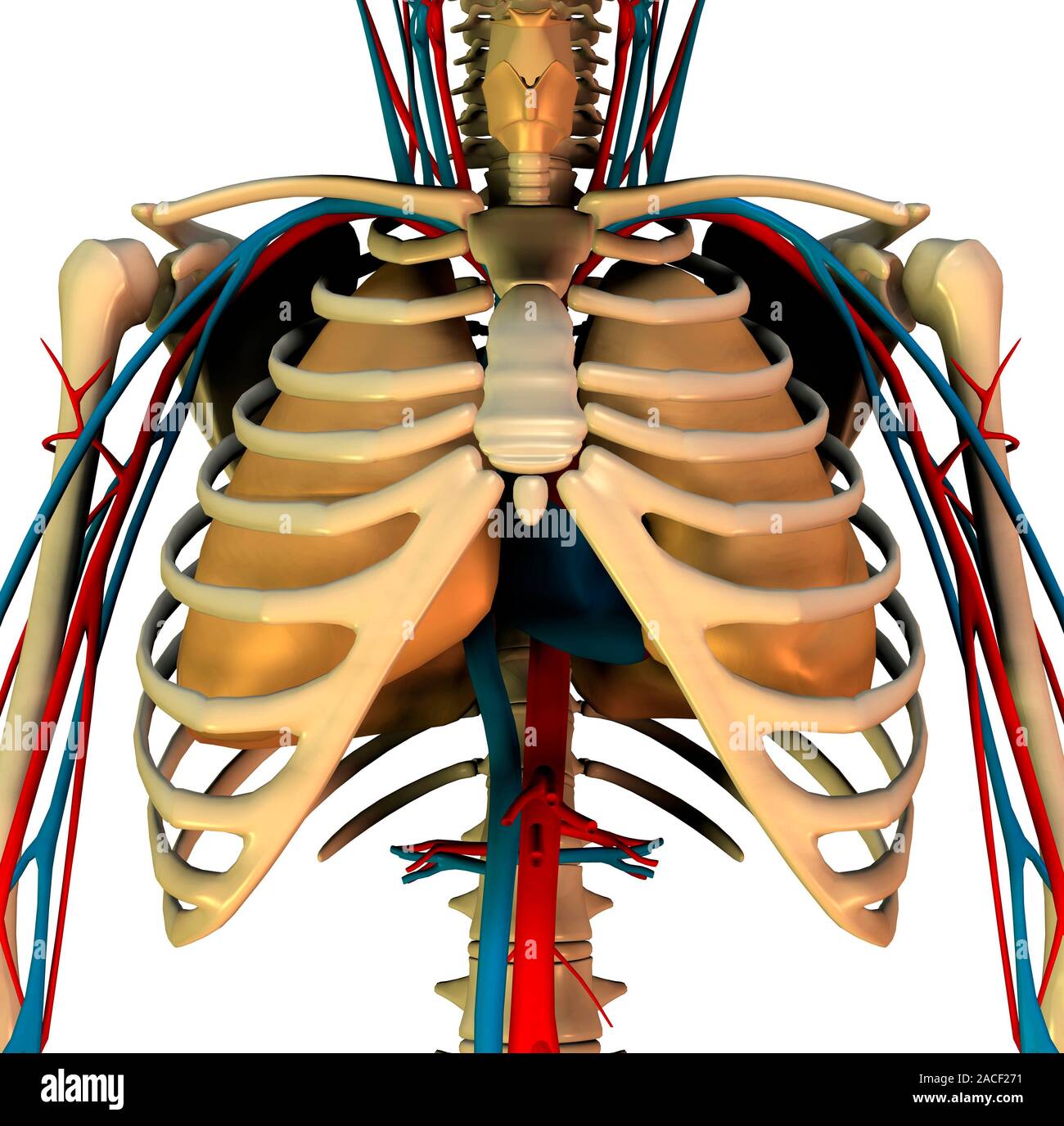Heart-lung system, artwork. These chest organs are shown with the ...