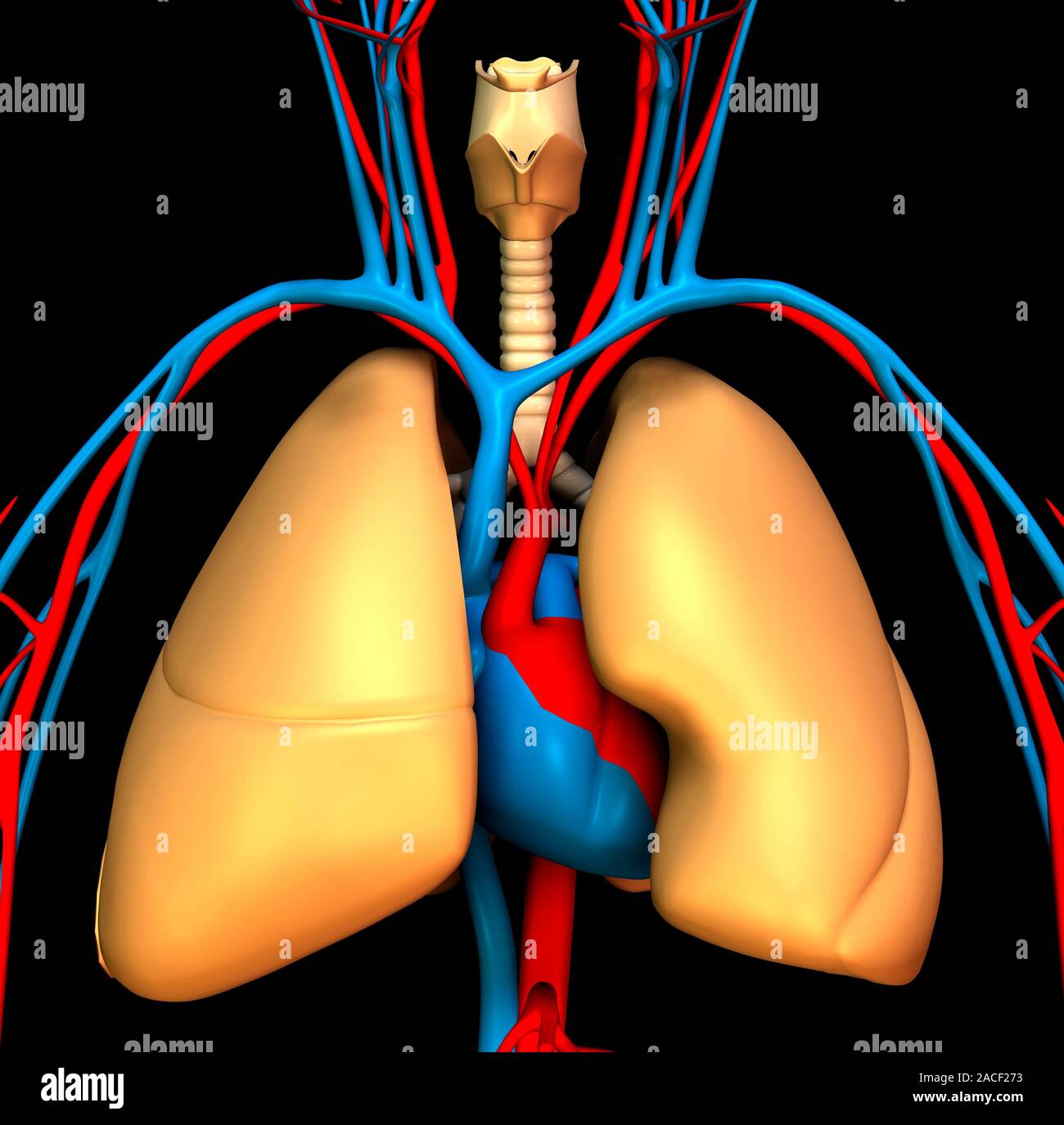 Heart-lung system, artwork. These chest organs are shown in the ...