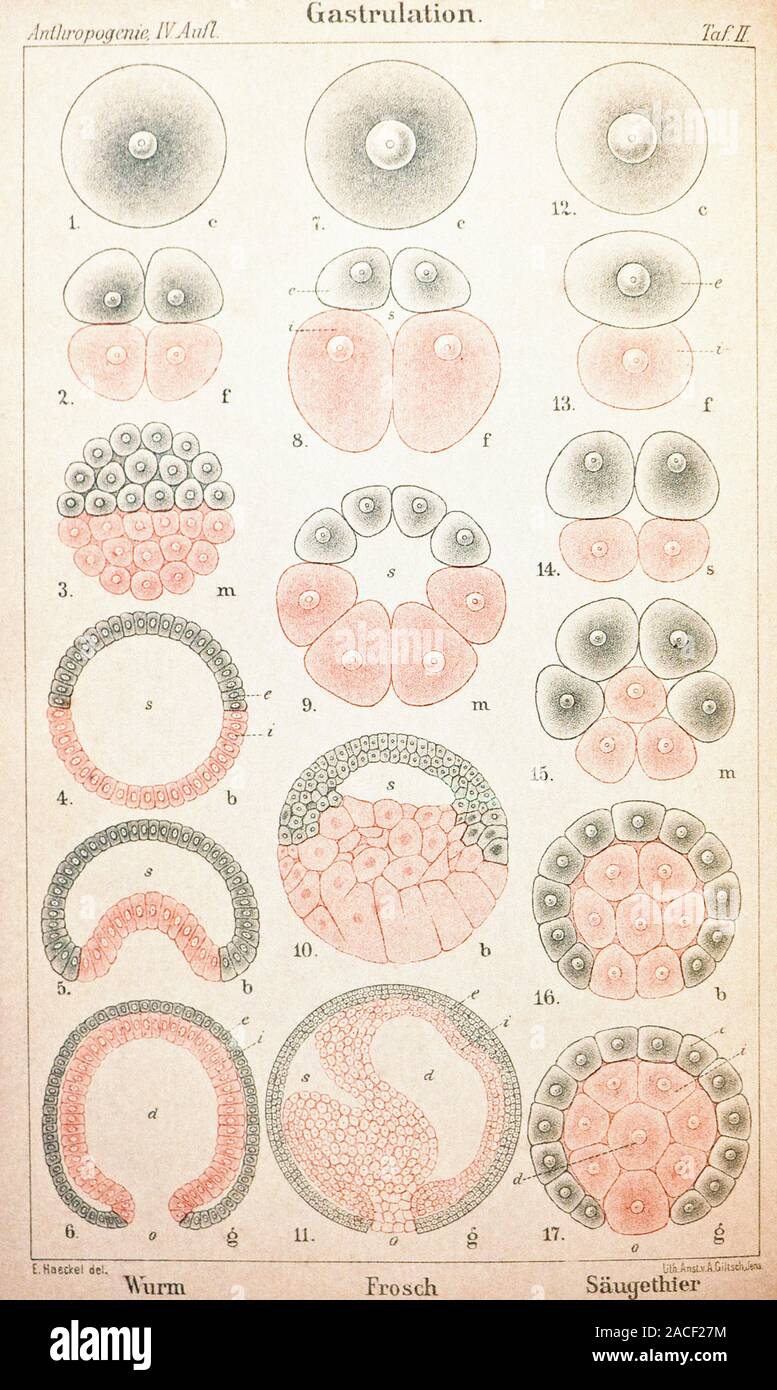 Vertebrate embryonic development. Historical artwork showing the ...