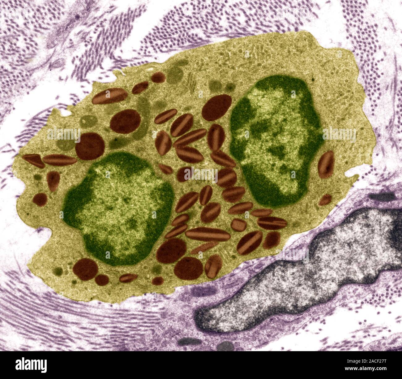White blood cell. Coloured transmission electron micrograph (TEM) of an ...
