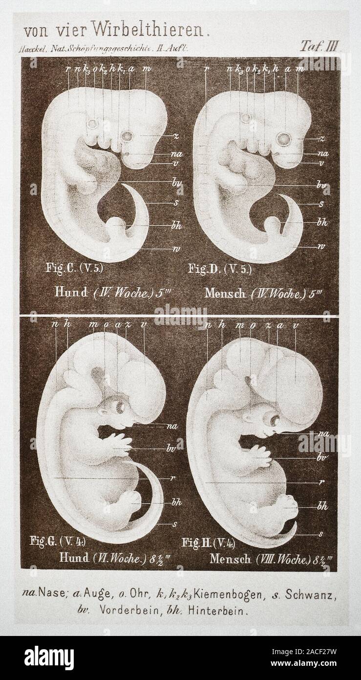 Embryonic development. Historical artwork showing two stages in the ...