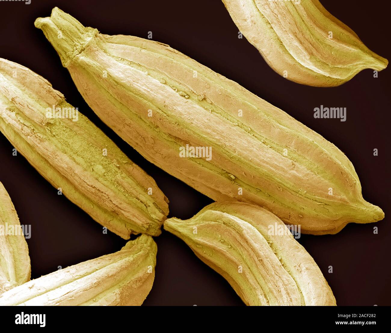 Fennel (Foeniculum vulgare) seeds, coloured scanning electron ...