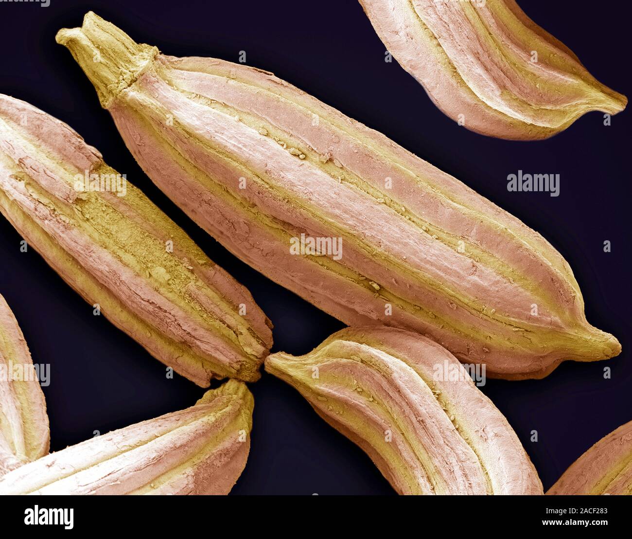 Fennel (Foeniculum vulgare) seeds, coloured scanning electron ...