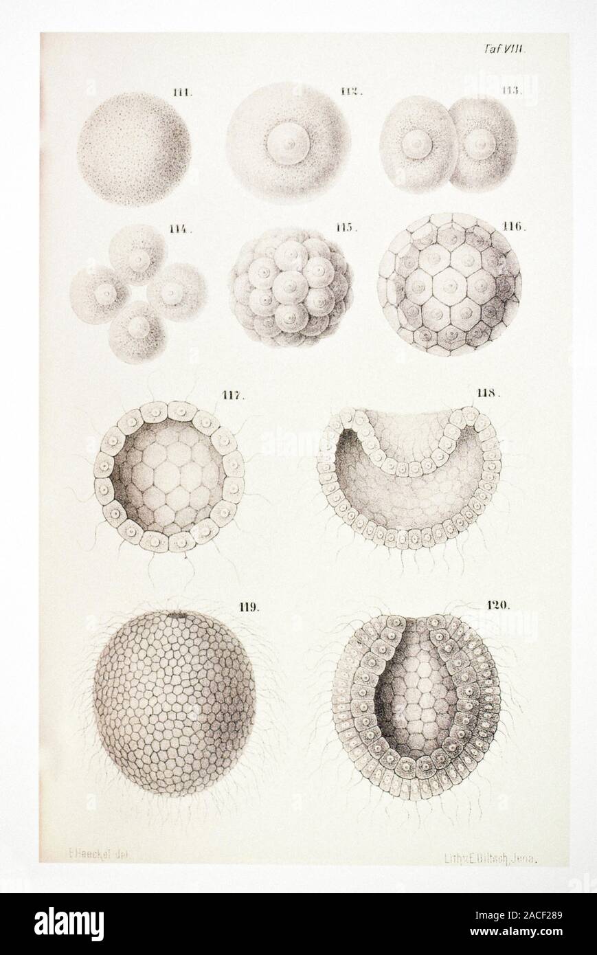 Vertebrate embryonic development. Historical artwork showing the ...
