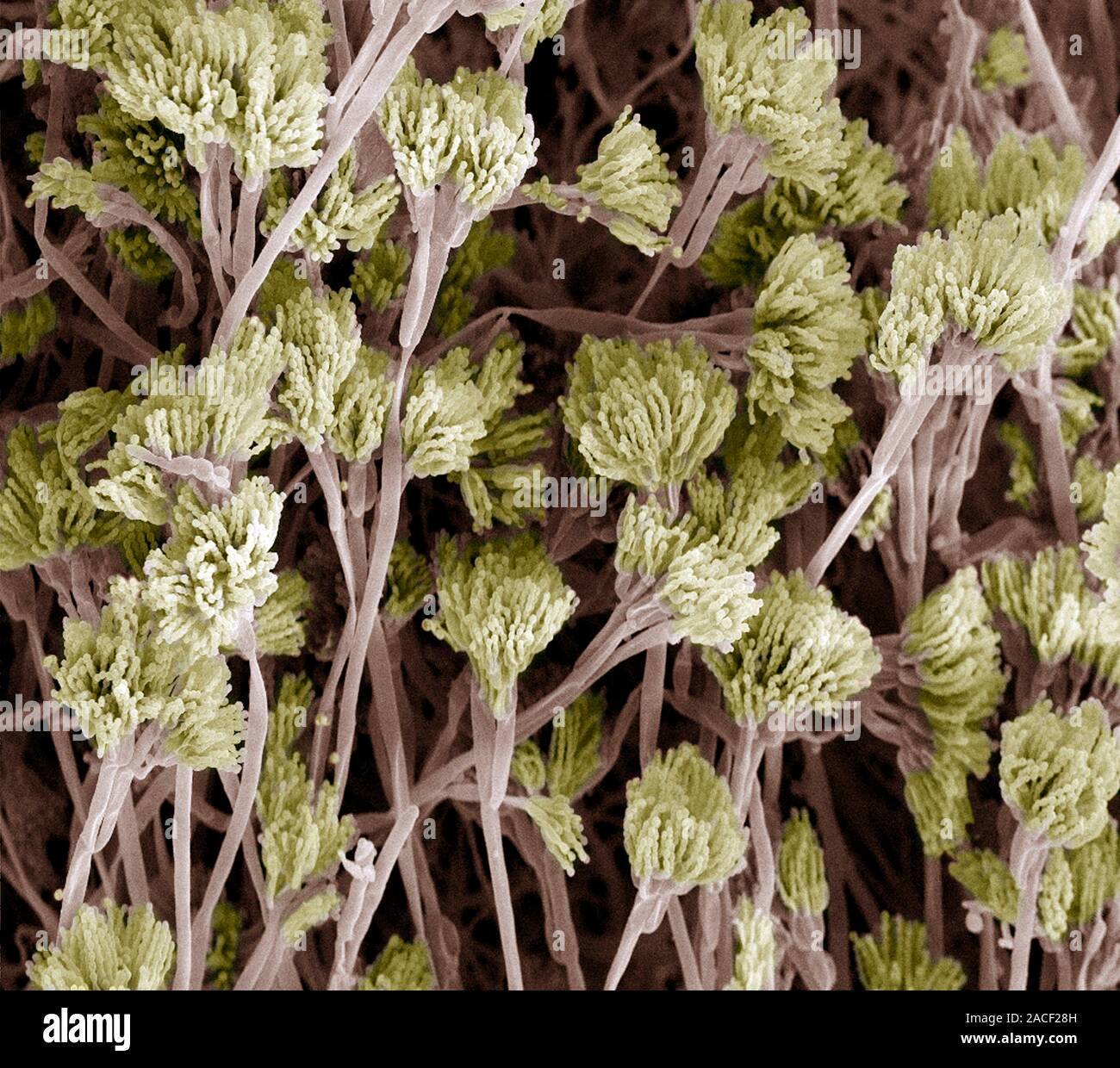 Penicillium fungus. Coloured scanning electron micrograph (SEM) of a ...