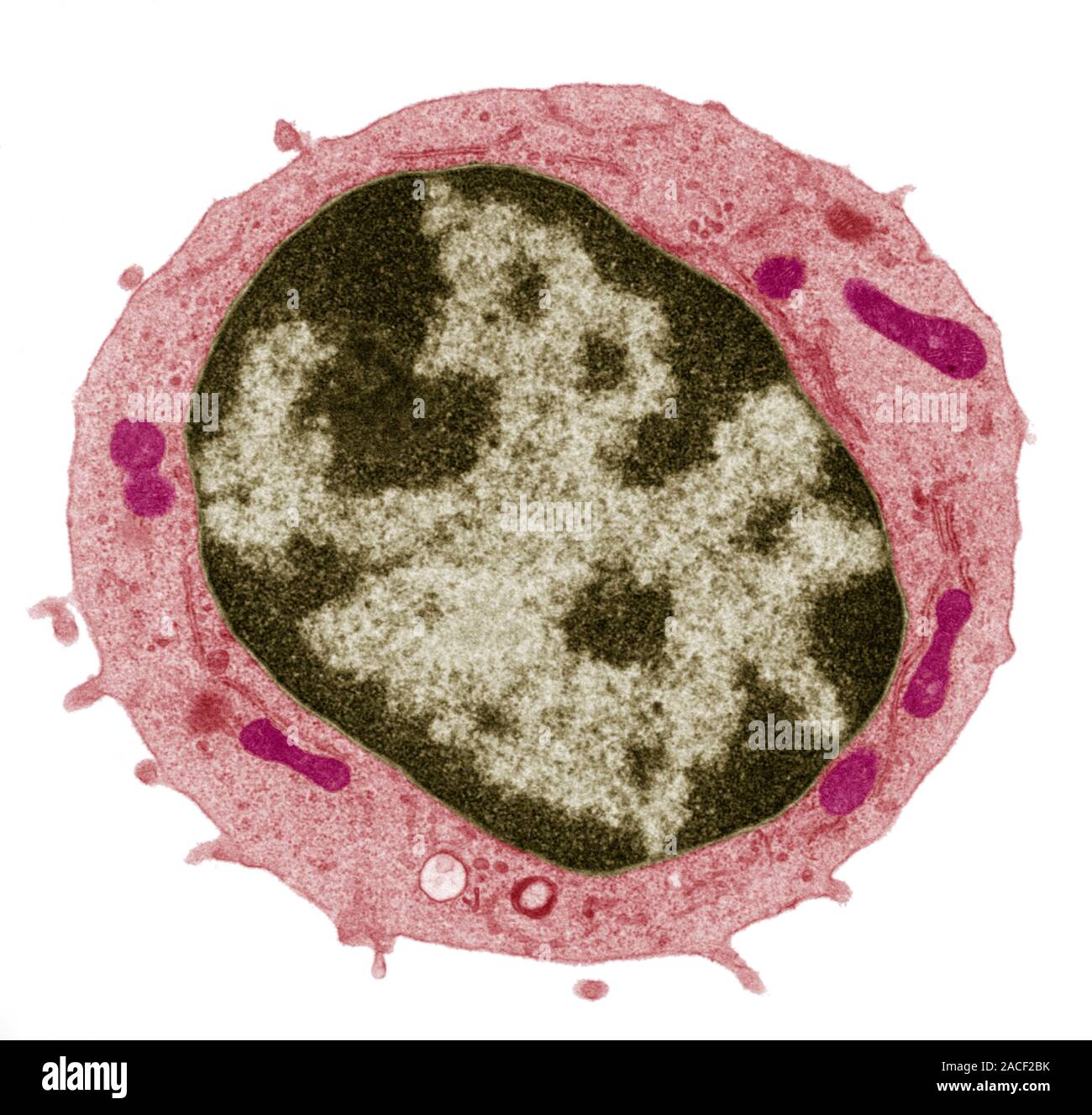 Small lymphocyte. Coloured transmission electron micrograph (TEM ...