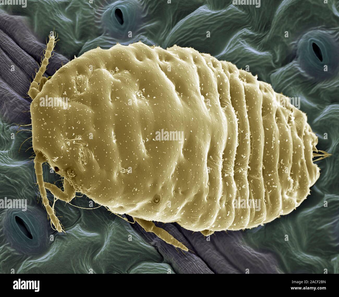 Mealy bug. Coloured scanning electron micrograph (SEM) of a mealy bug ...