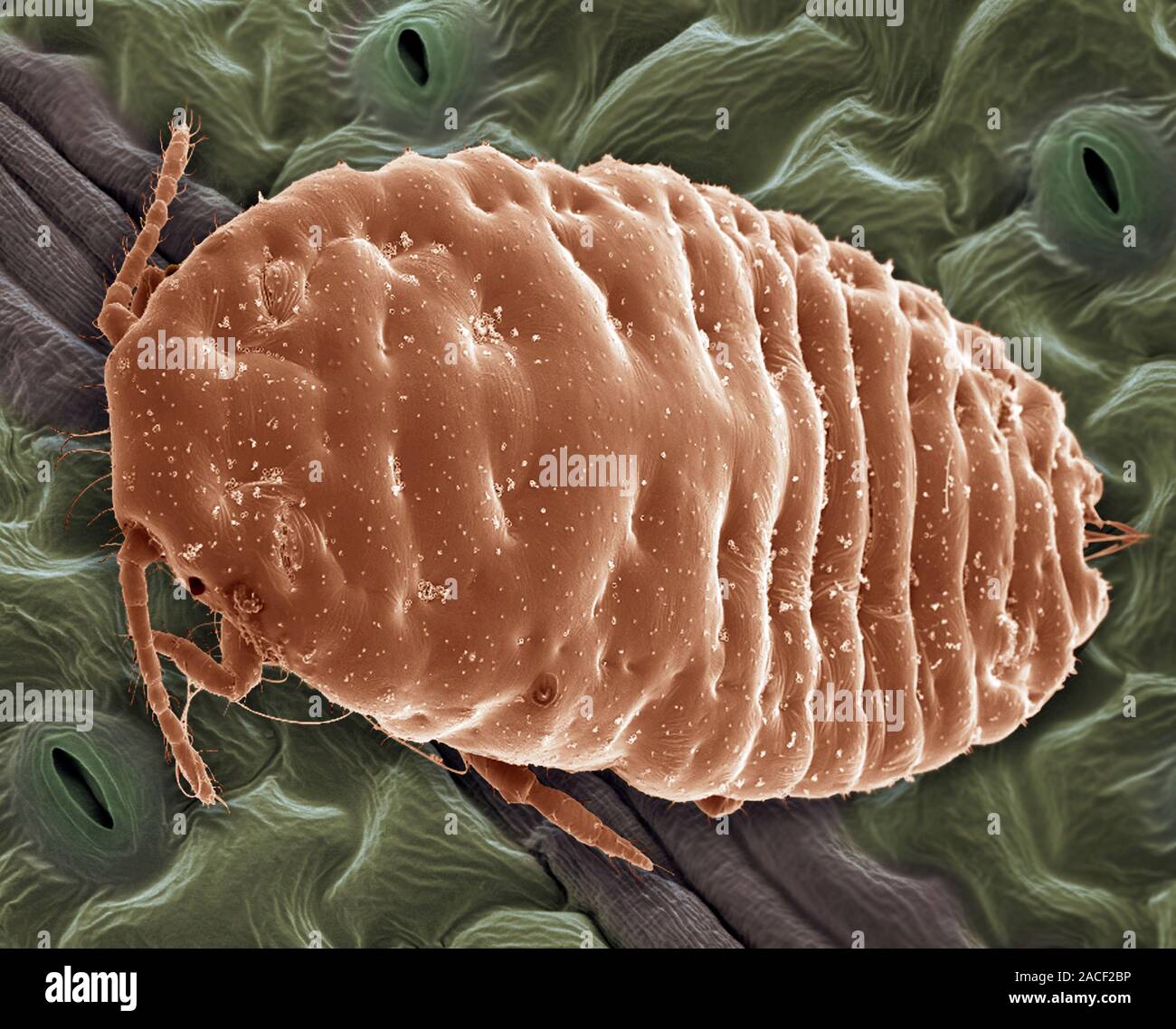 Mealy bug. Coloured scanning electron micrograph (SEM) of a mealy bug ...