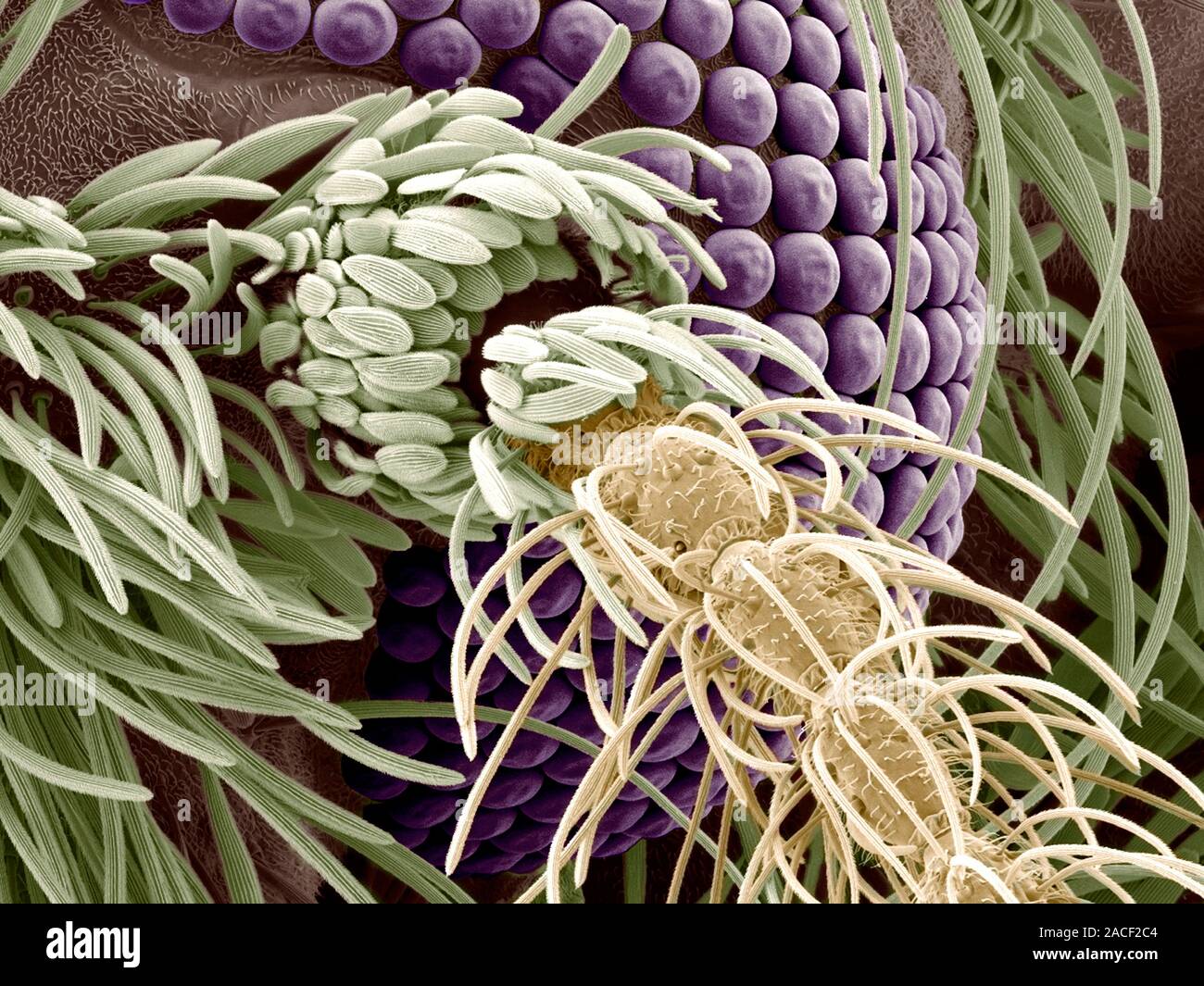 Midge head. Coloured scanning electron micrograph (SEM) of part of the ...