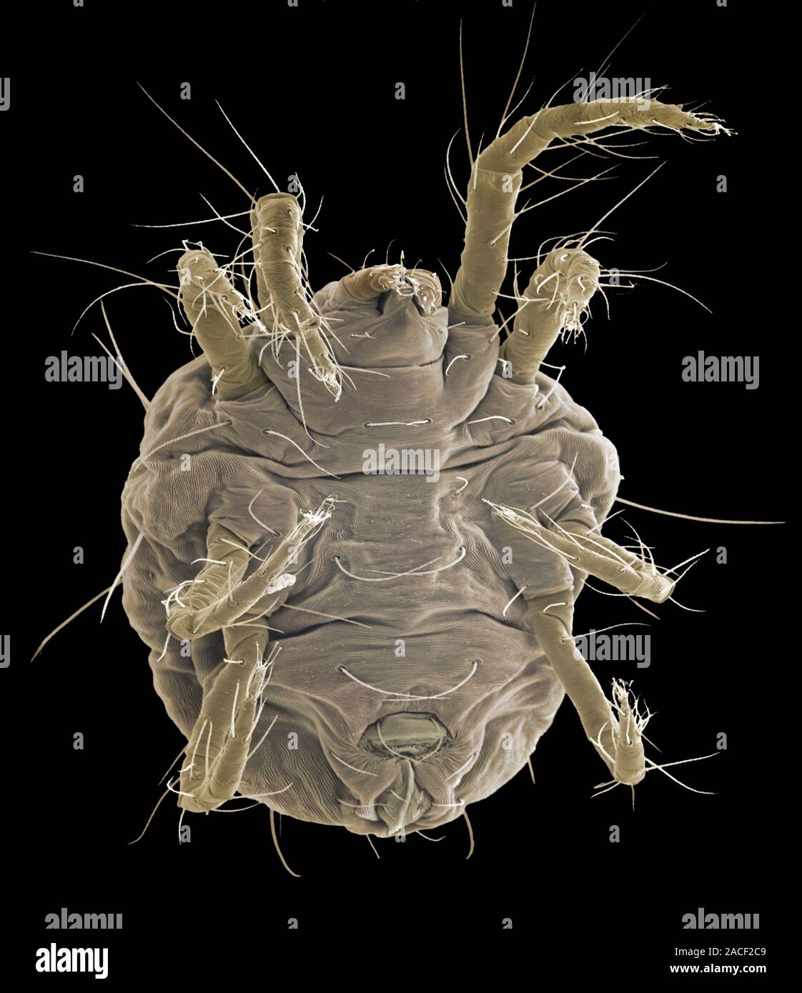 Mite. Coloured scanning electron micrograph (SEM) of a mite. Mites ...