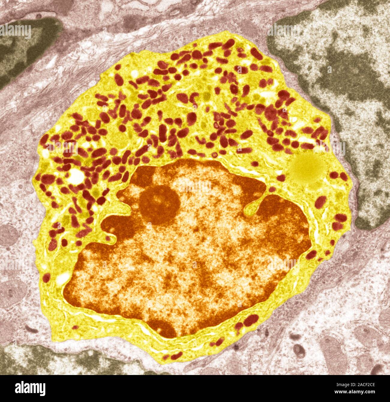 Intestinal endocrine cell, coloured transmission electron micrograph ...