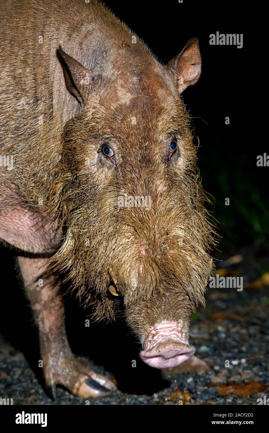 Bearded pig (Sus barbatus). This wild pig inhabits rainforests and ...