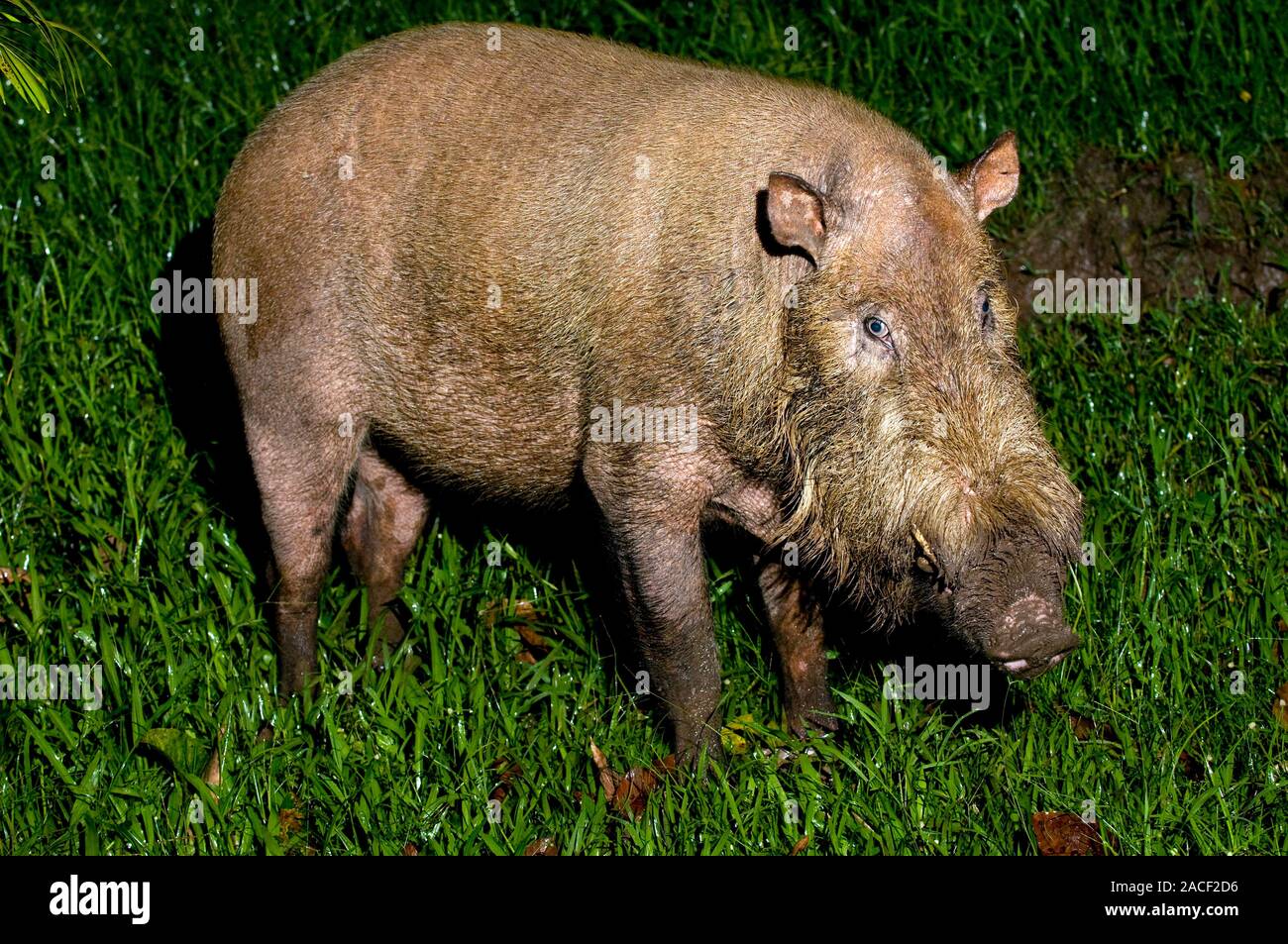 Bearded pig (Sus barbatus). This wild pig inhabits rainforests and ...