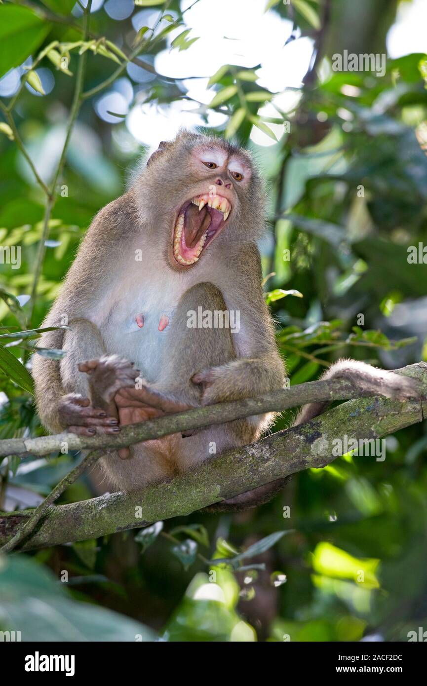 Long-tailed macaque (Macaca fascicularis). This monkey is also known as ...
