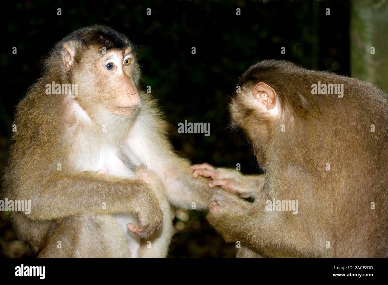 Southern pig-tailed macaques (Macaca nemestrina) grooming each other ...